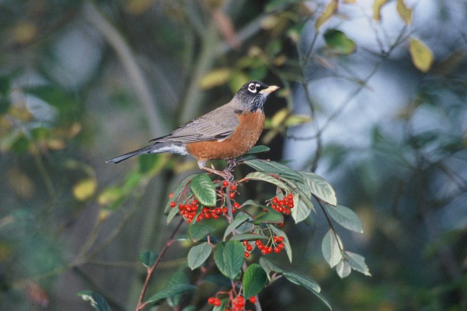 American Robin Fact Sheet - Signs of the Seasons: A New England ...