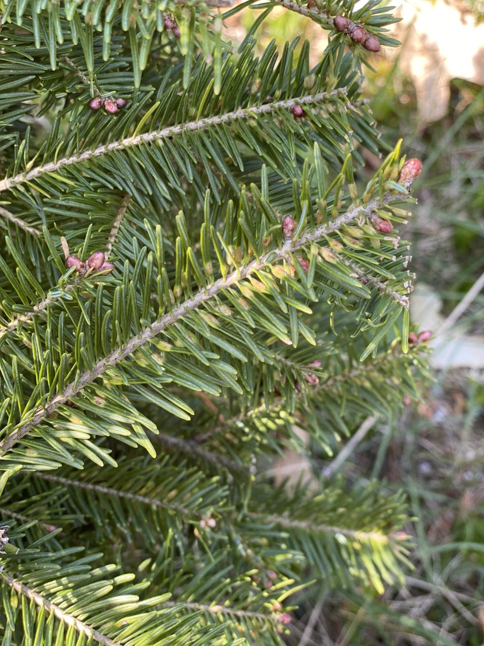 Integrated Pest Management in Christmas Tree Production - Cooperative ...