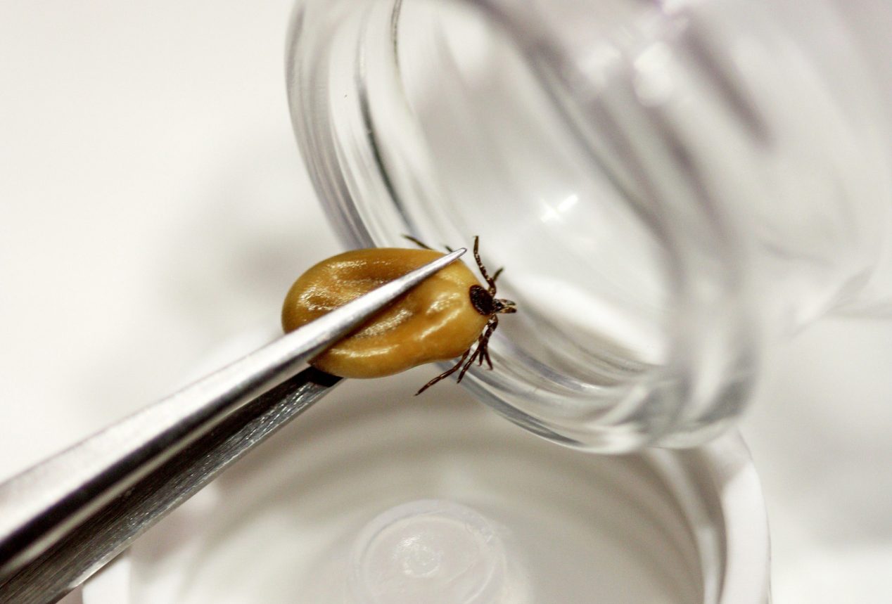 Tick Lab - University of Maine Cooperative Extension