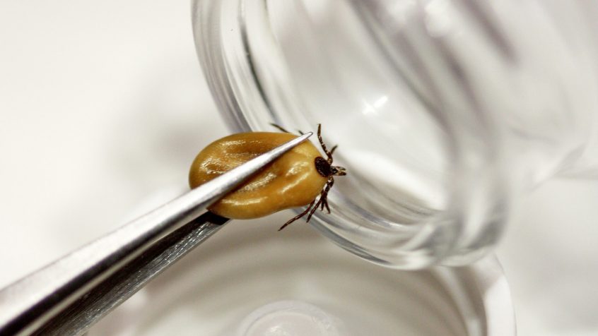 Tick Lab - University of Maine Cooperative Extension