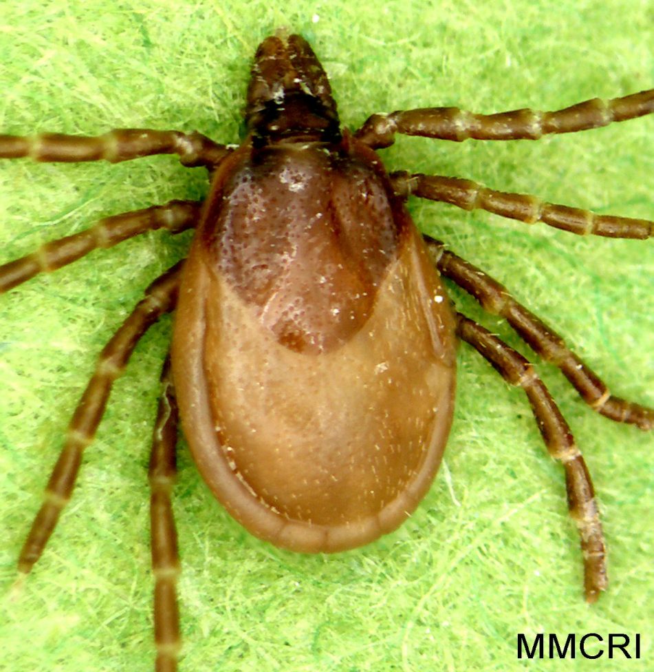 Woodchuck Tick - Cooperative Extension: Tick Lab - University of Maine ...