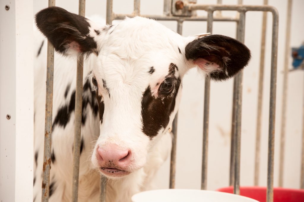 Bovine Veterinarian Report: Why Calf Enrichment Benefits Animals, Industry Messaging ...