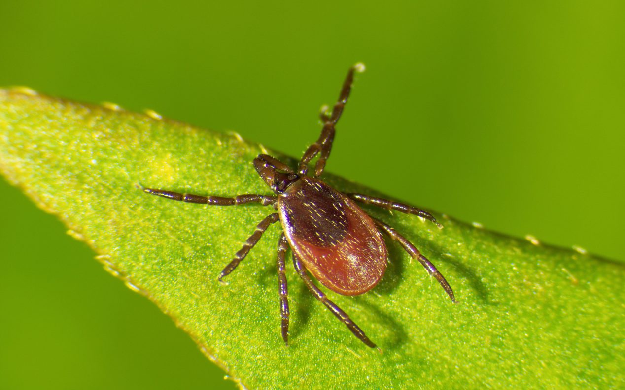 Article from Portland Press Herald: Maine CDC reports death from ...